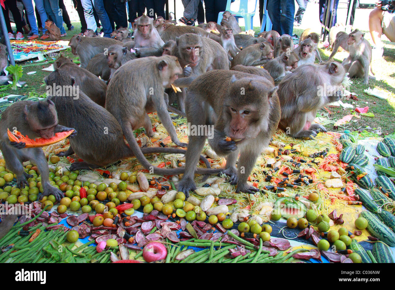 Group Of Monkeys Eating