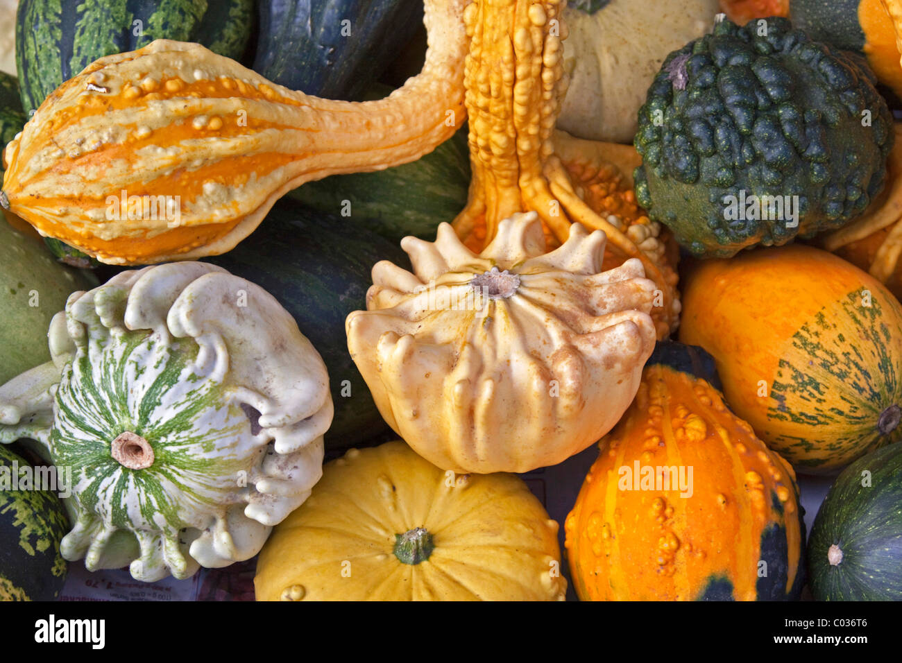 Gourds, several varieties Stock Photo - Alamy