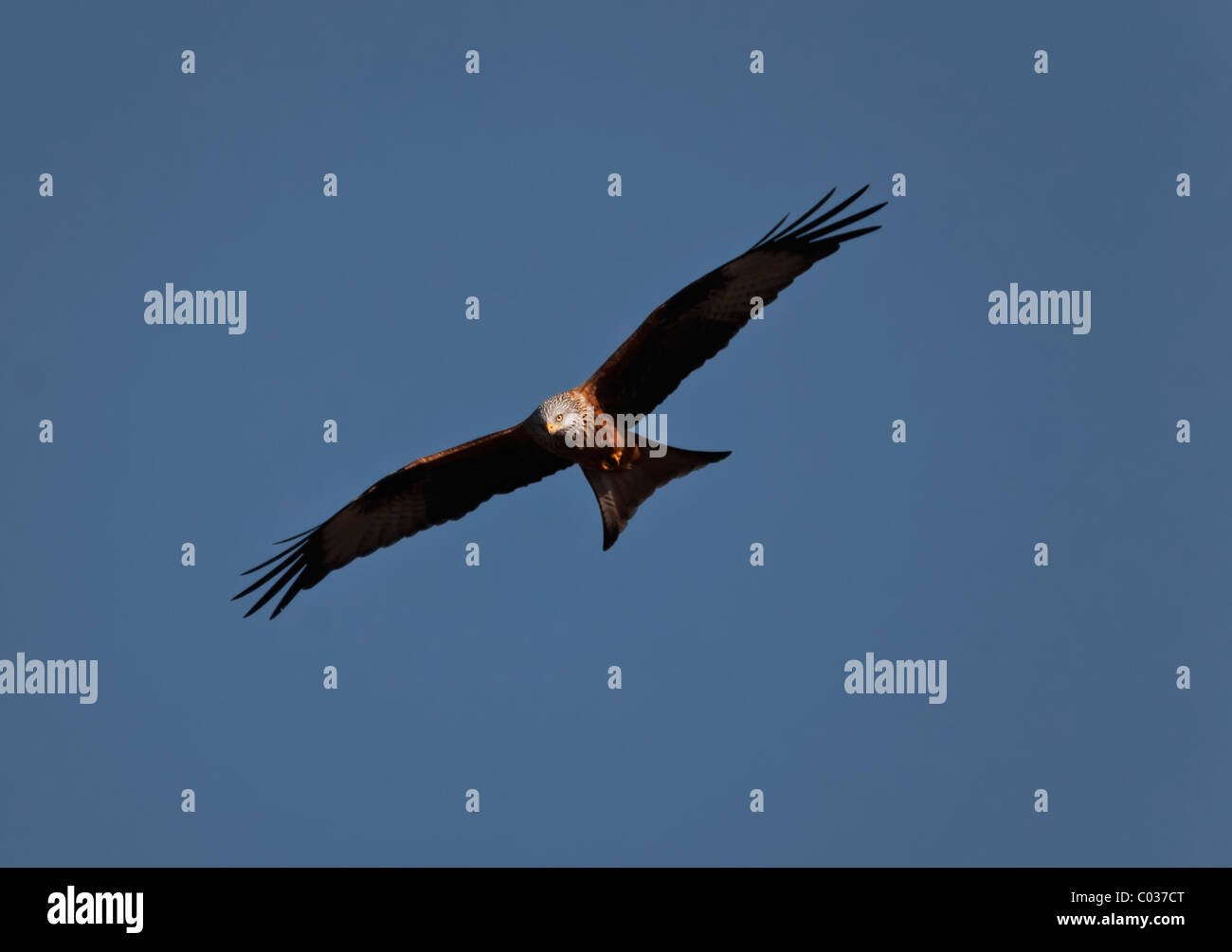 Red Kite bird of Pray Stock Photo - Alamy