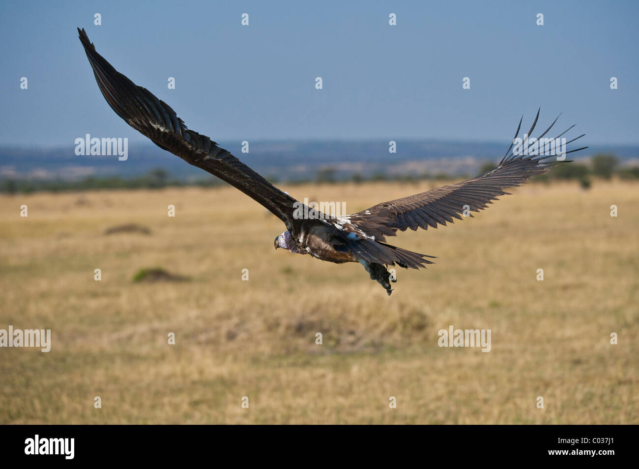 White backed vulture flying hi-res stock photography and images - Alamy