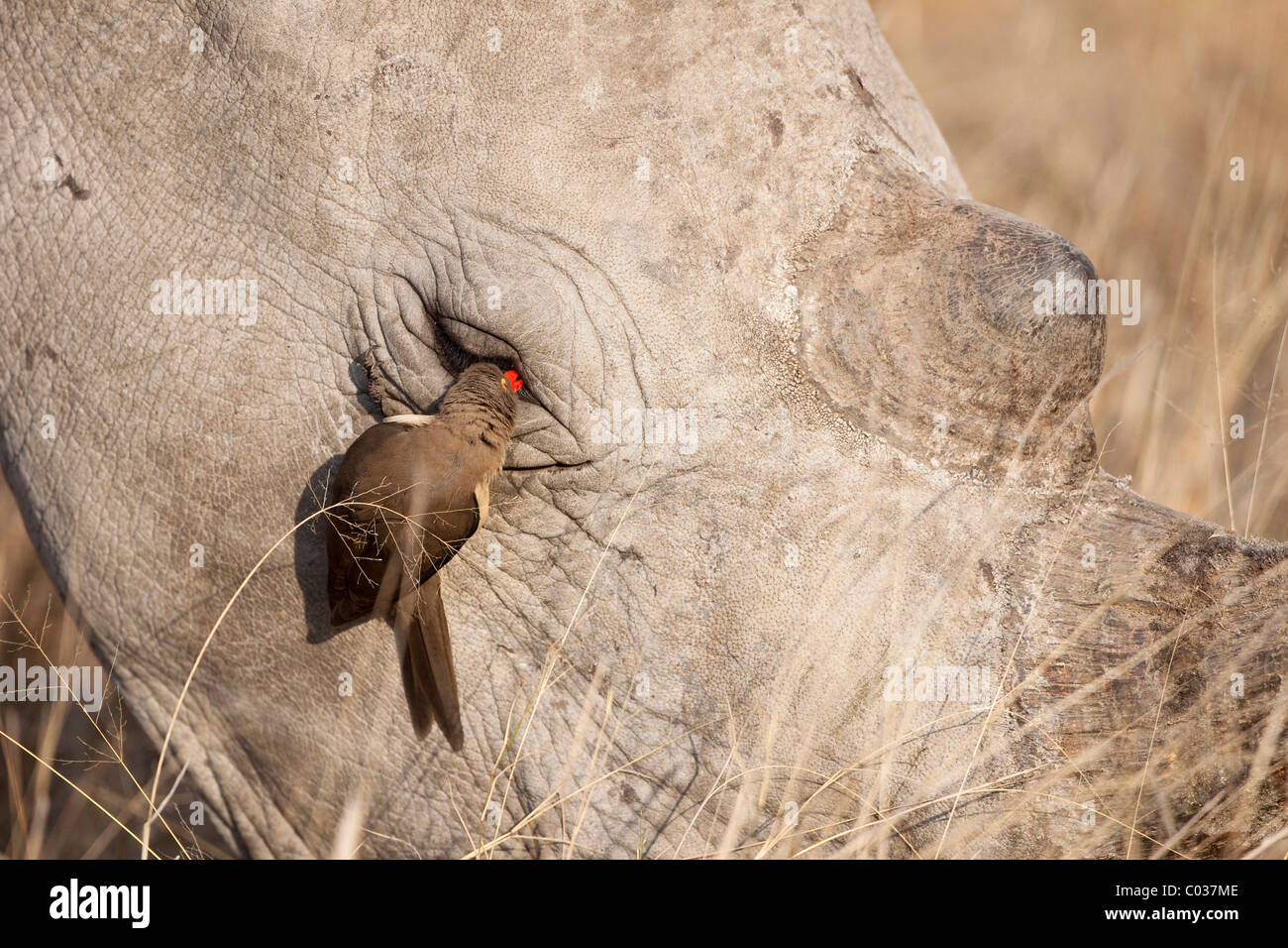 Red billed oxpecker rhino hi-res stock photography and images - Alamy