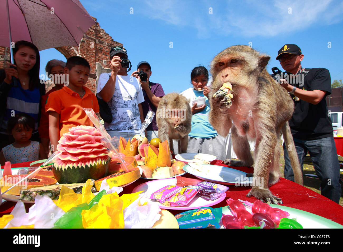 Monkey eat food at Monkey Chinese banquet Festival at Praprangsamyod ...