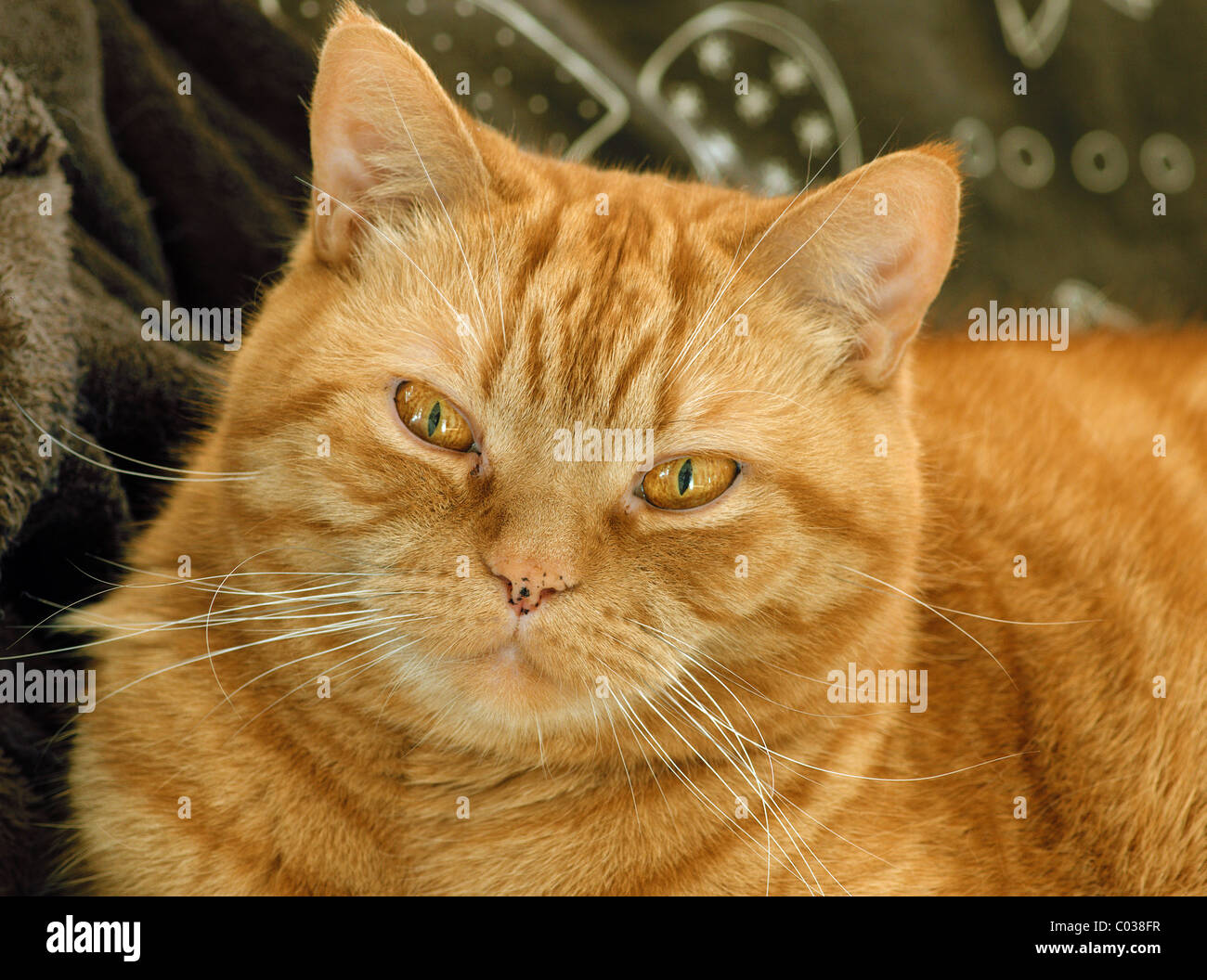 Ginger british shorthair tomcat Stock Photo - Alamy
