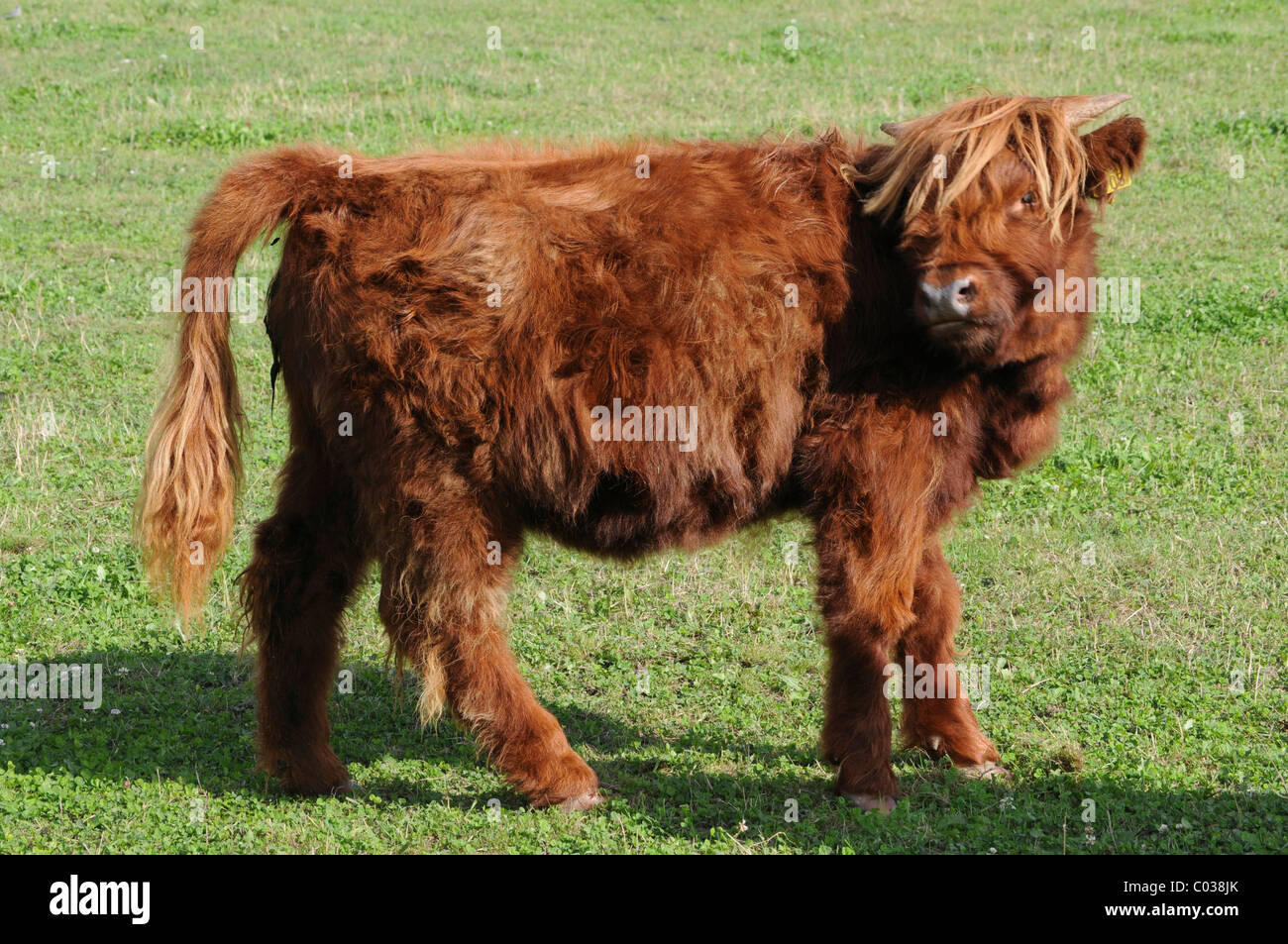 Highland cattle calf Stock Photo - Alamy