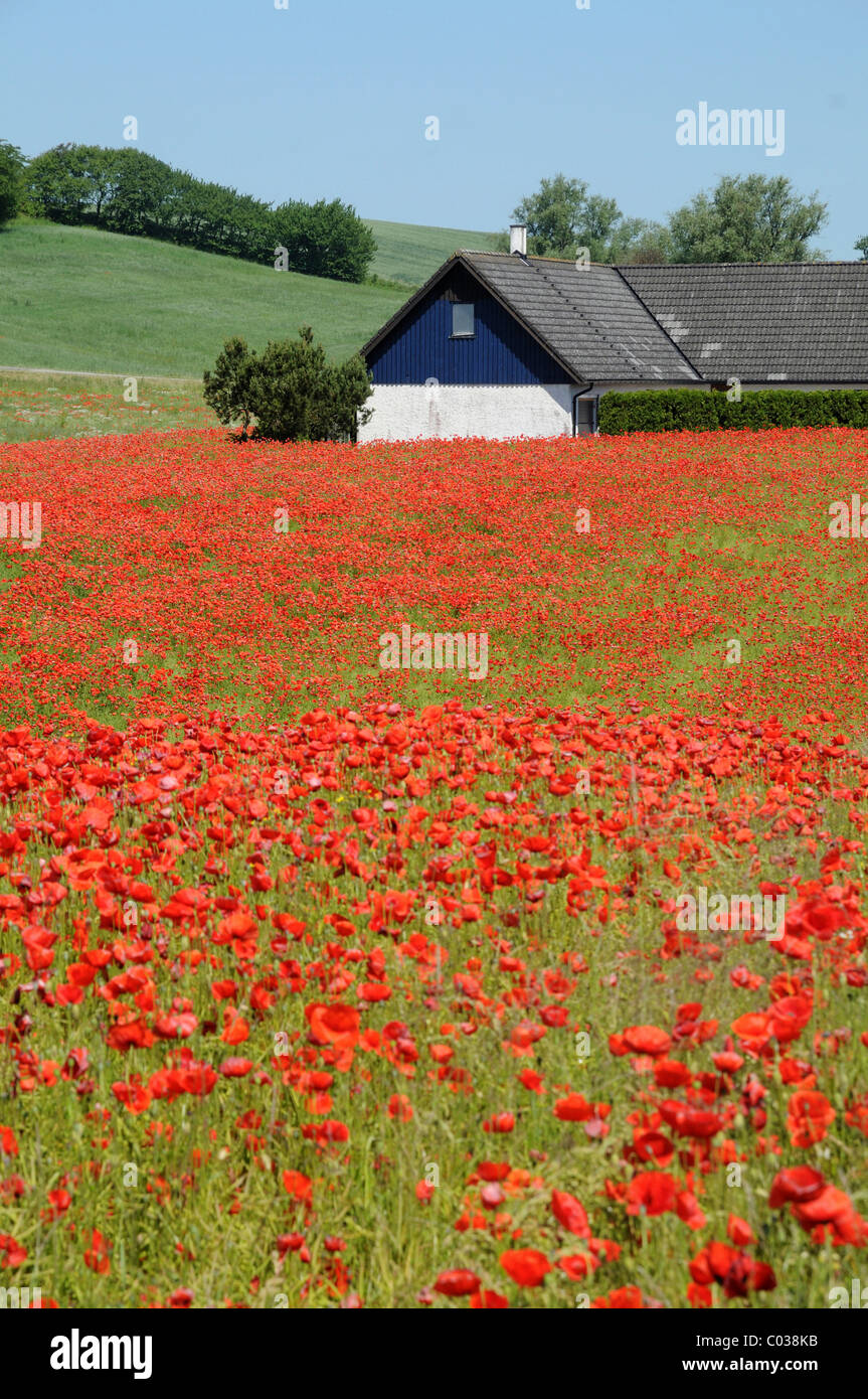 Poppyfield, house, Bjaeresjoe, Skåne, Sweden, Europe Stock Photo - Alamy