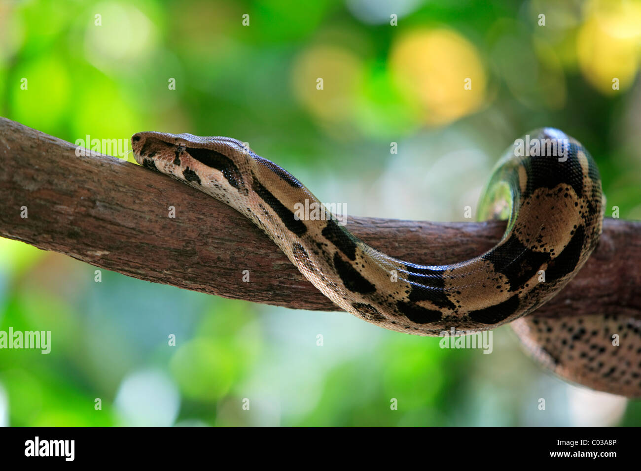 Red-tailed Boa Constrictor (Boa constrictor constrictor), adult in a ...