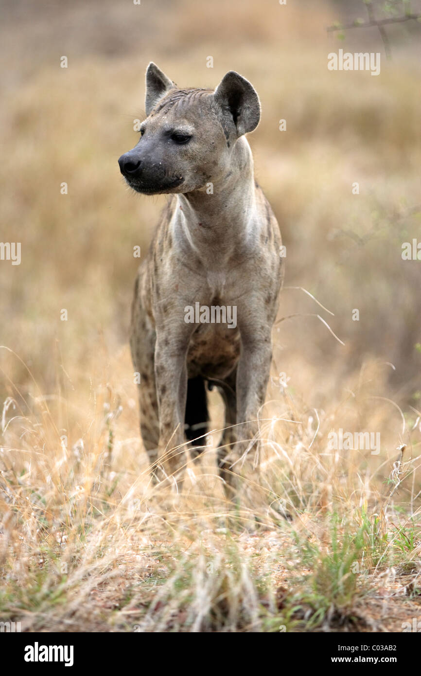Hyena female hi-res stock photography and images - Alamy