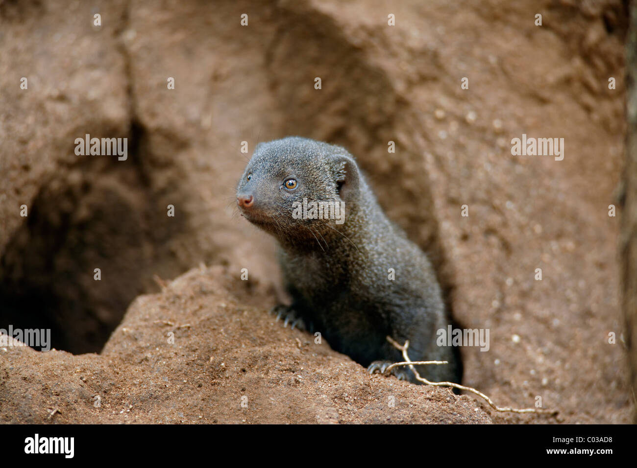 L mongoose hi-res stock photography and images - Alamy
