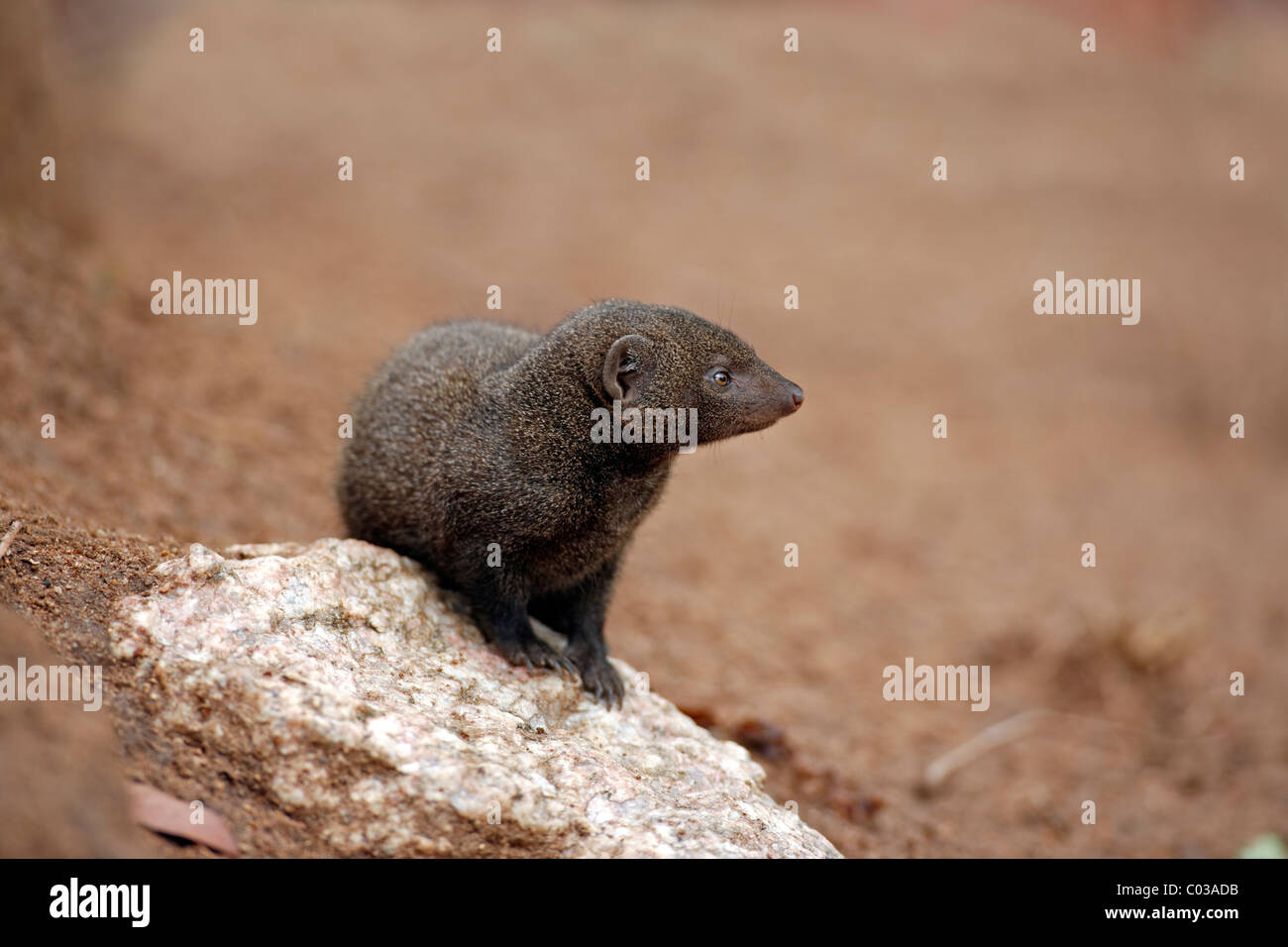 Common dwarf mongoose hi-res stock photography and images - Alamy