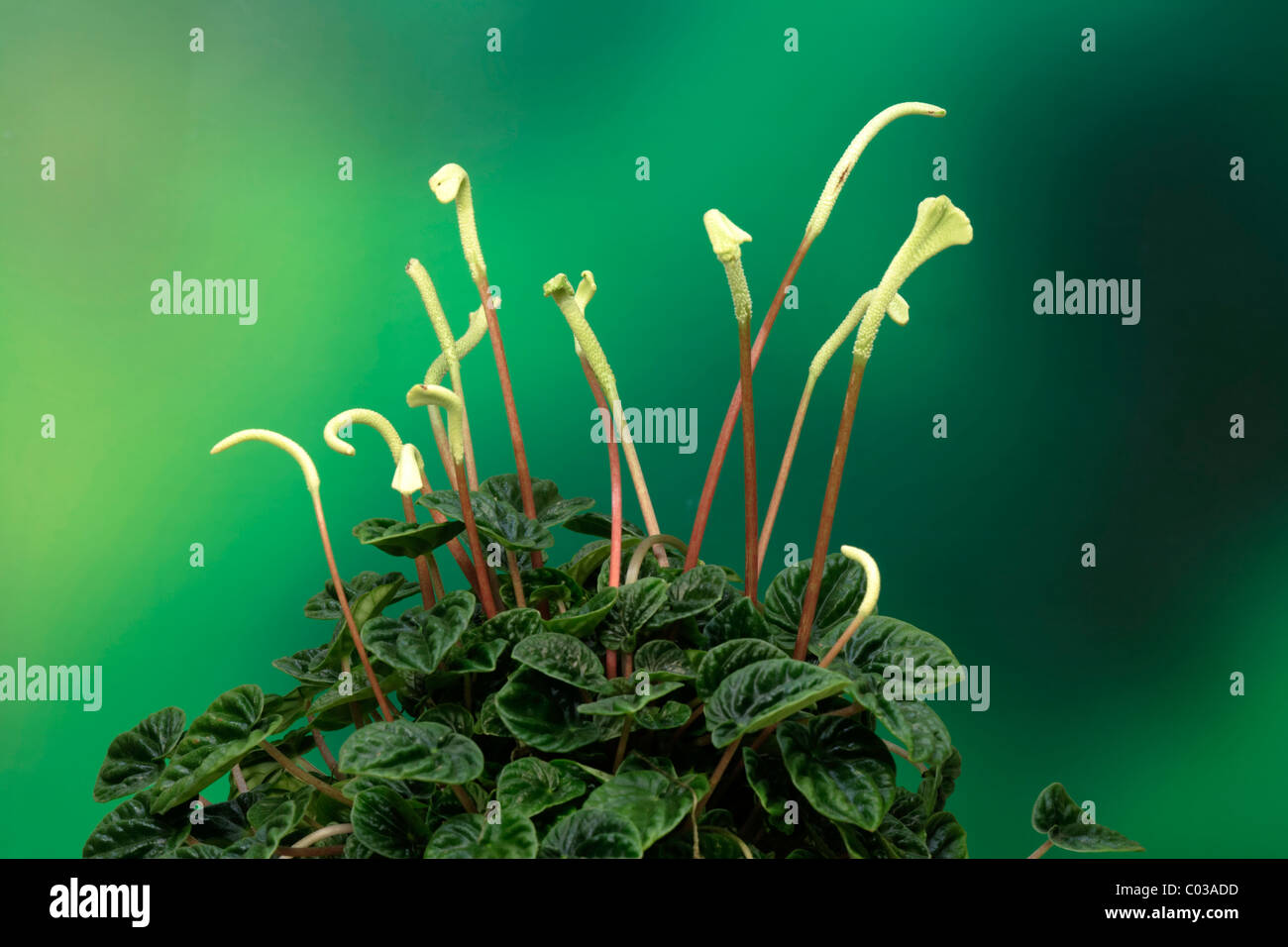 Emerald-ripple Peperomia (Peperomia caperata), flowering Stock Photo ...