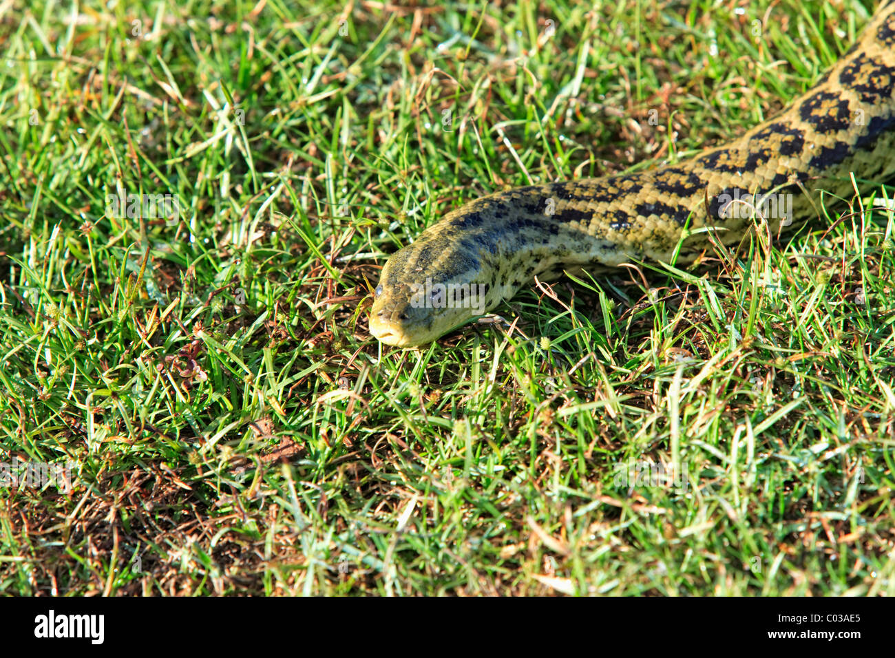 Yellow Anaconda (Eunectes notaeus), Pantanal, Brazil, South America ...