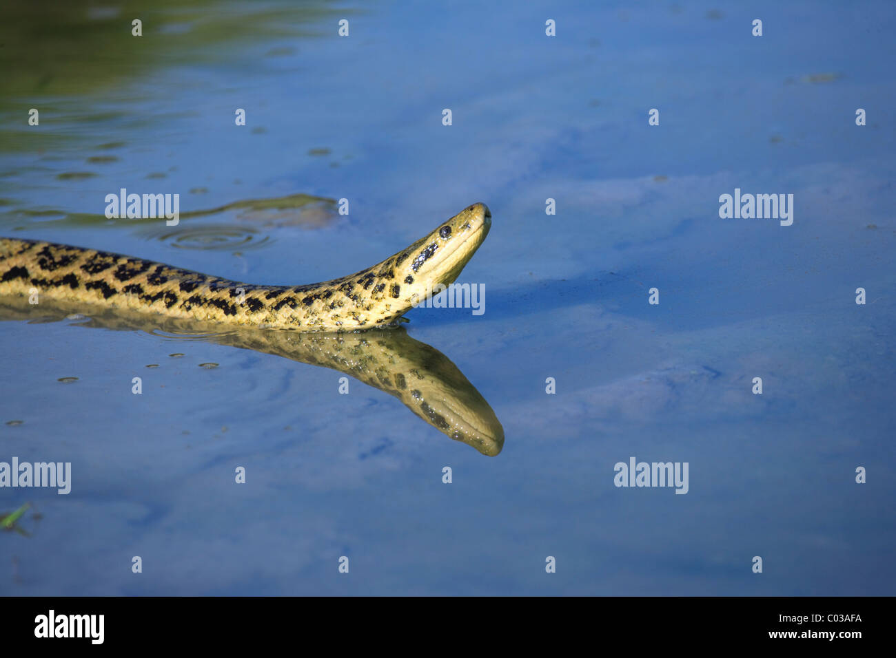 Yellow Anaconda (Eunectes notaeus), swimming in water, Pantanal, Brazil ...