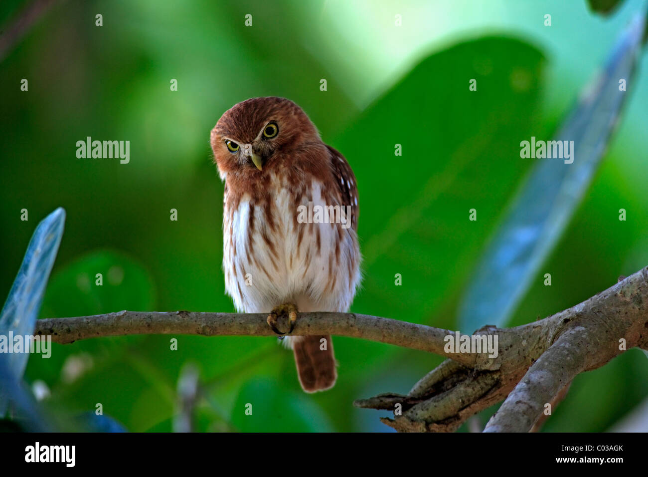 Ferruginous Pygmy-owl (Glaucidium brasilianum), adult bird on a branch ... Ferruginous Pygmy-owl (Glaucidium brasilianum), adult bird on a branch ...