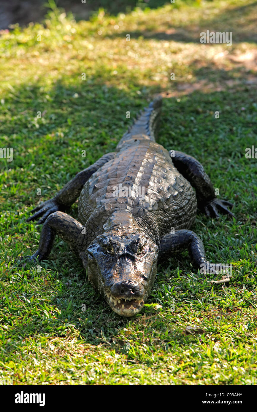 Yacare Caiman (Caiman yacare), adult on land, Pantanal, Brazil, South ...