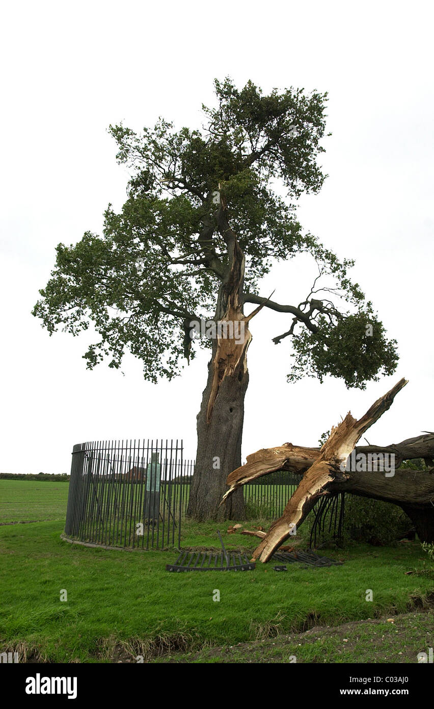 The famous Royal Oak Tree at Boscobel House in Staffordshire England Uk ...