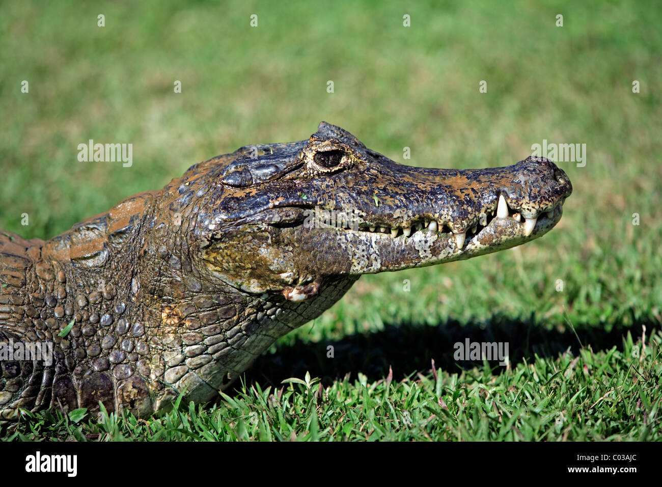 Yacare Caiman (Caiman yacare), portrait, adult on land, Pantanal ...
