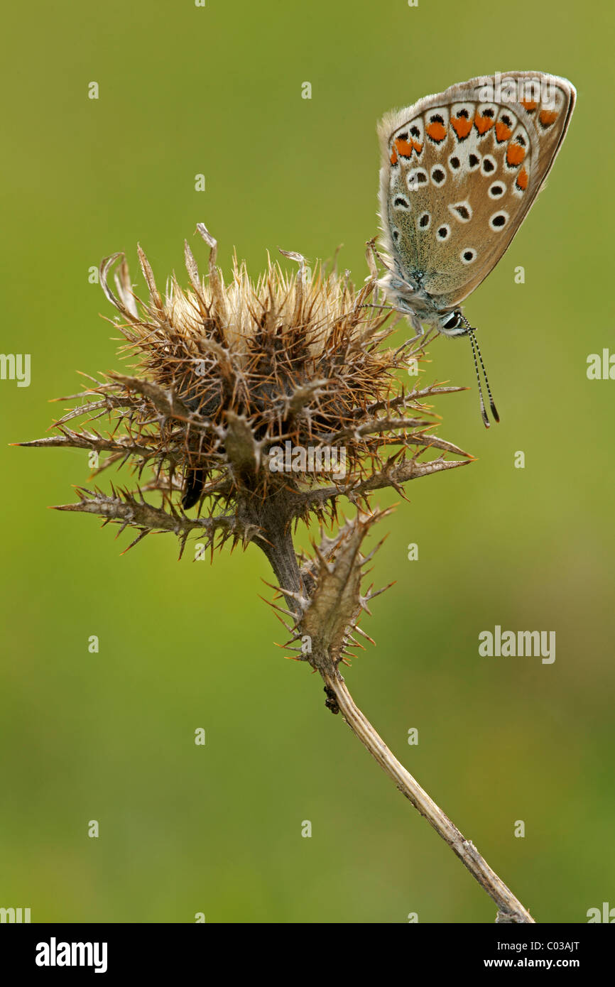 Common Blue butterfly (Polyommatus icarus Stock Photo - Alamy