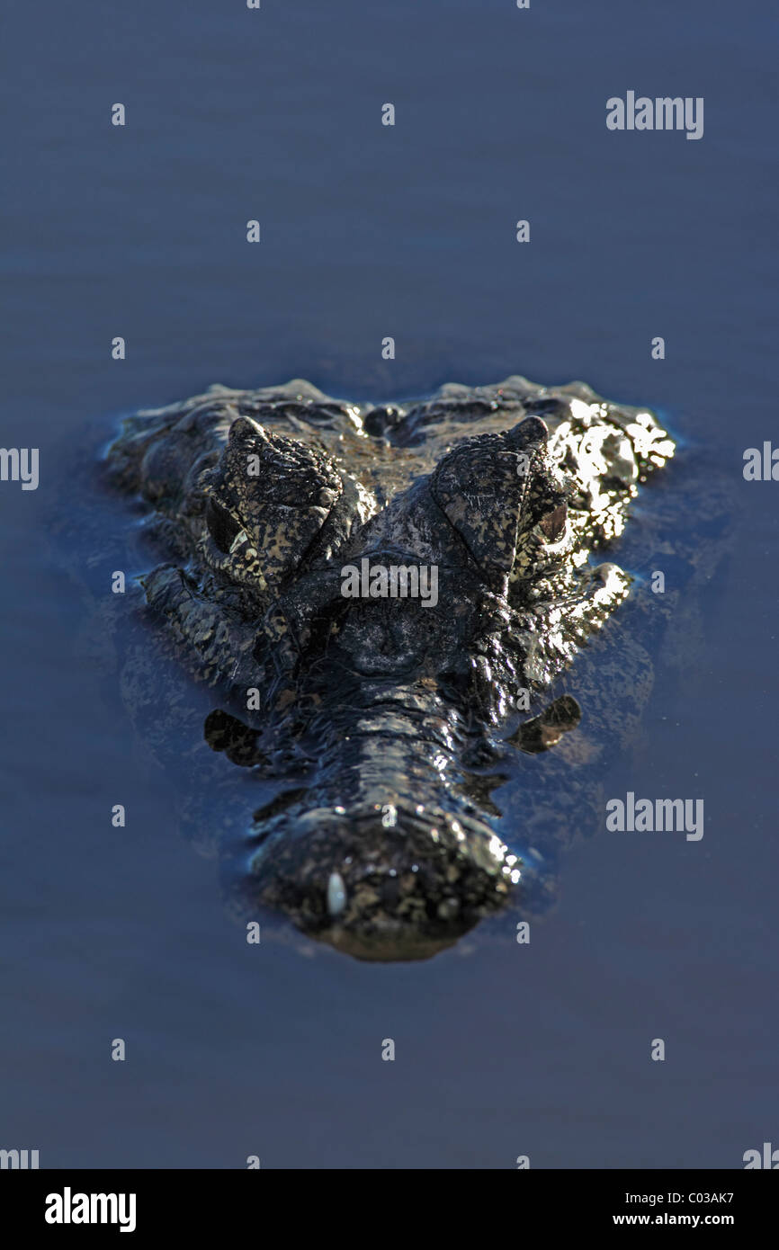 Yacare Caiman (Caiman yacare), portrait, adult swimming, Pantanal ...