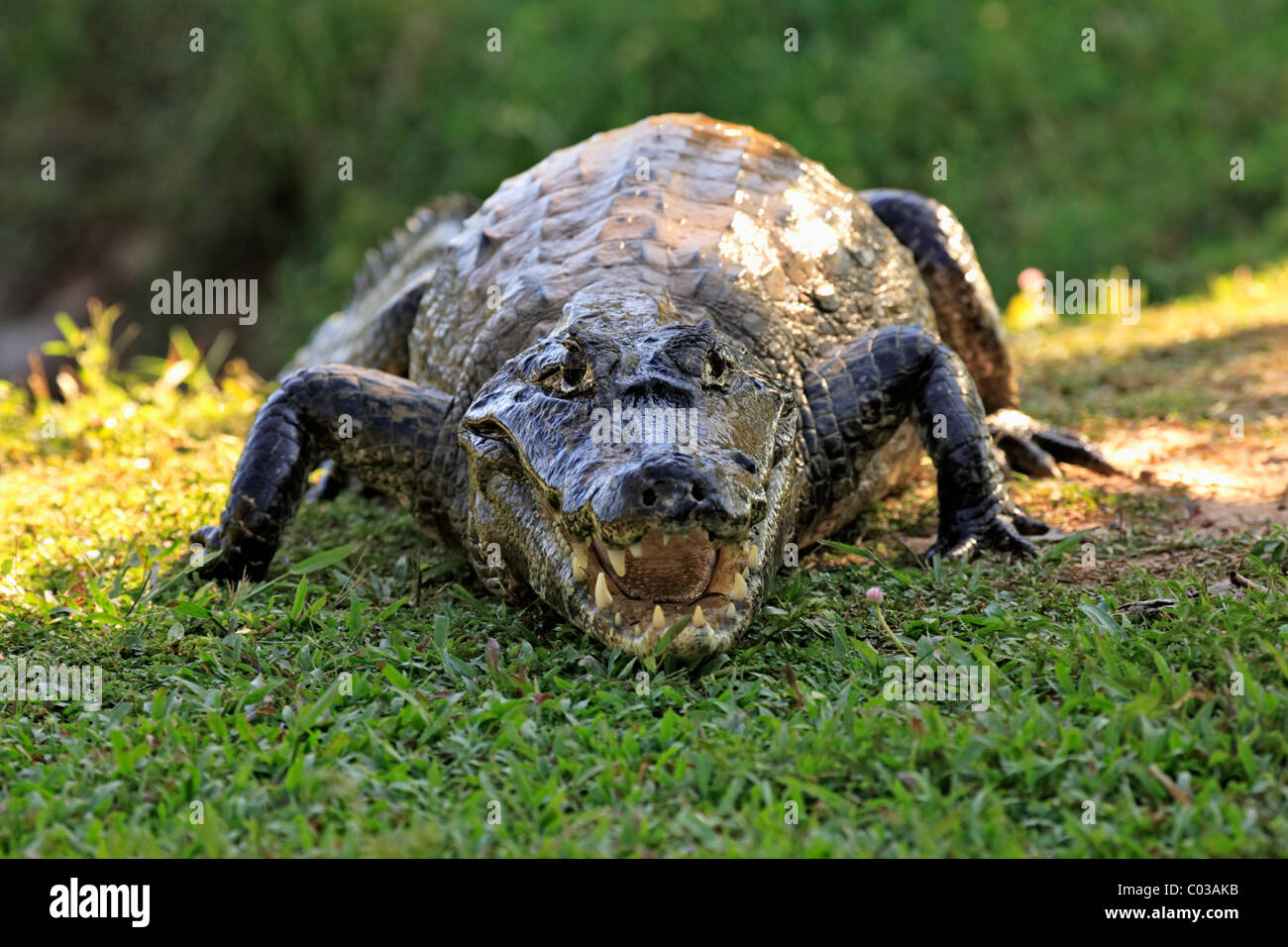 Yacare Caiman (Caiman yacare), portrait, adult on land with an open ...