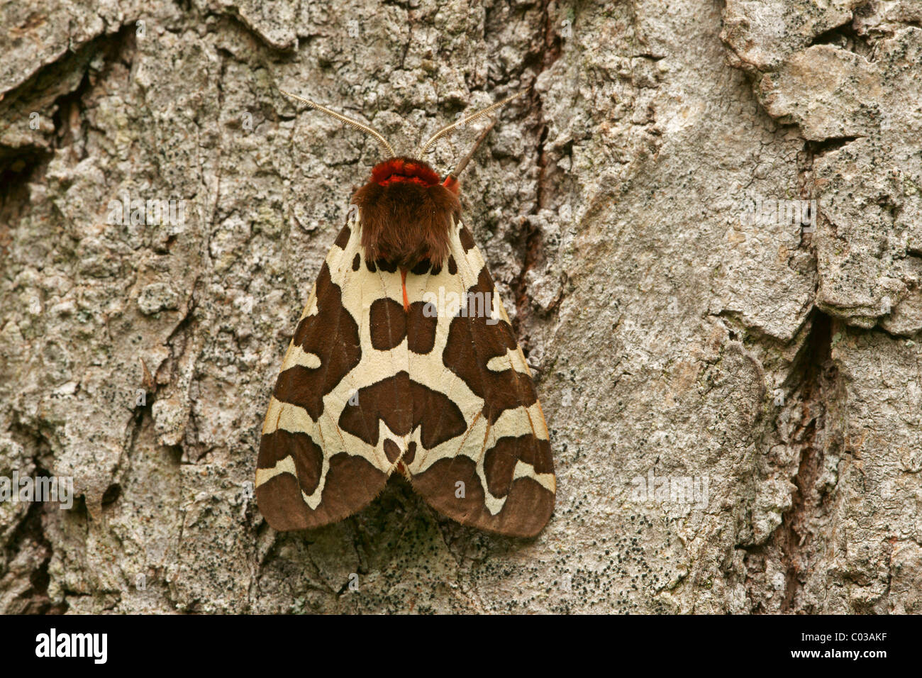 Garden Tiger Moth (Arctia caja Stock Photo - Alamy
