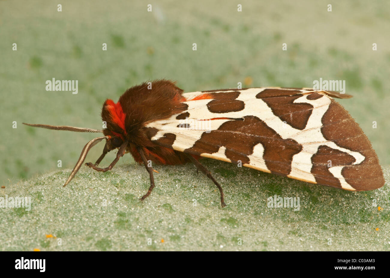 Garden Tiger Moth (Arctia caja Stock Photo - Alamy
