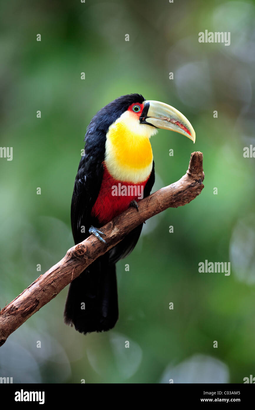 Red-breasted Toucan (Ramphastos dicolorus), adult on a branch, Pantanal ...
