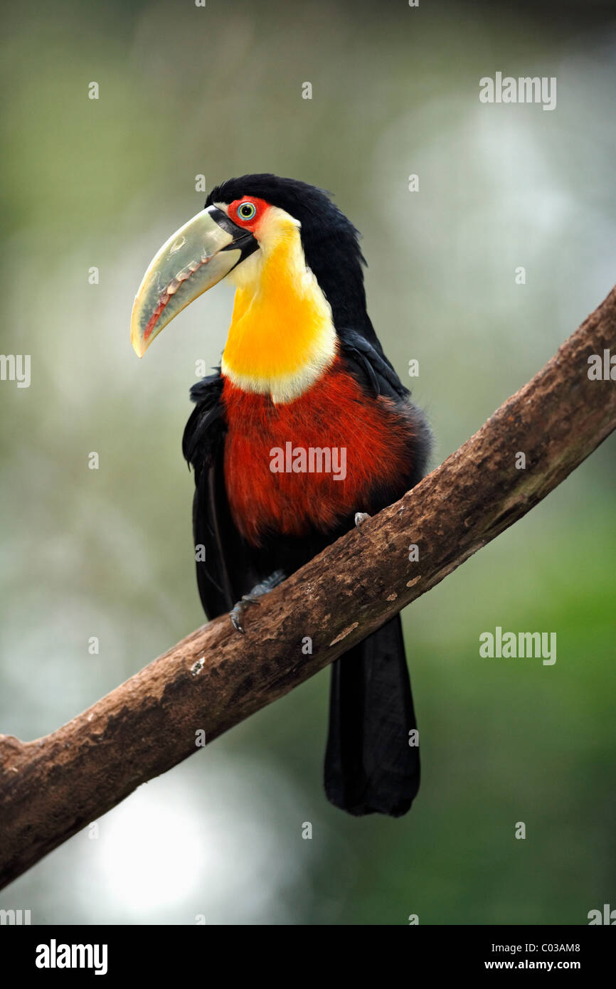 Red-breasted Toucan (Ramphastos dicolorus), adult on a branch, Pantanal ...