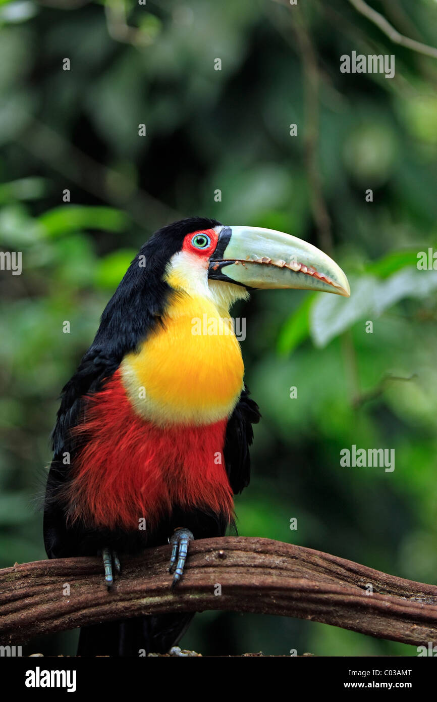 Red-breasted Toucan (Ramphastos dicolorus), adult on a branch, Pantanal ...
