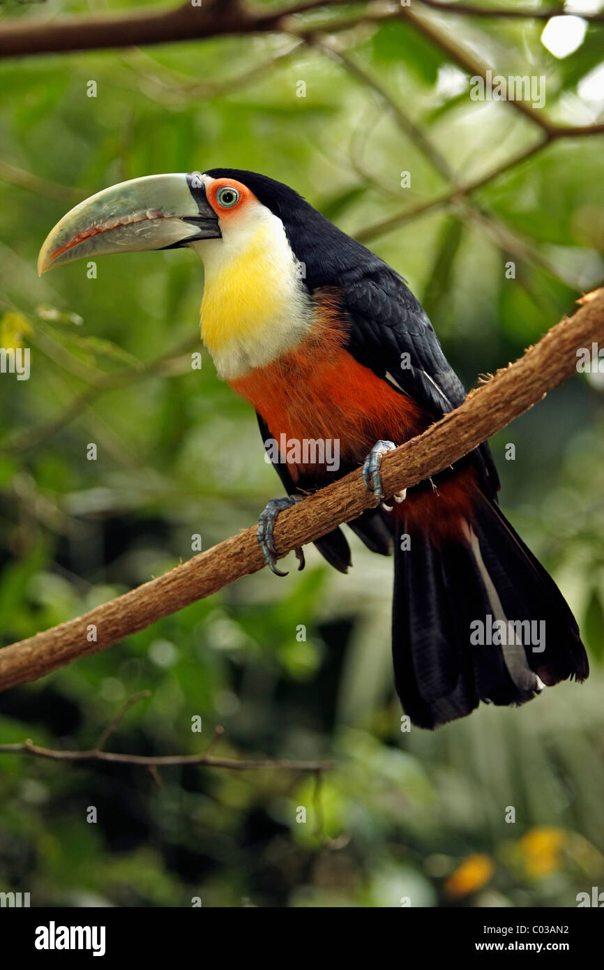 Red-breasted Toucan (Ramphastos dicolorus), adult on a branch, Pantanal ...