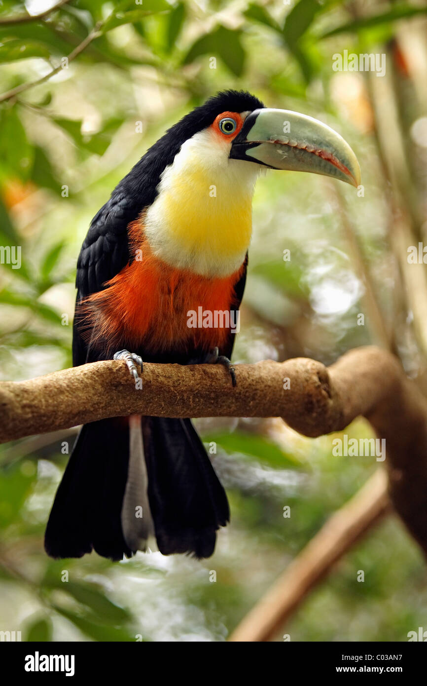 Red-breasted Toucan (Ramphastos dicolorus), adult on a branch, Pantanal ...