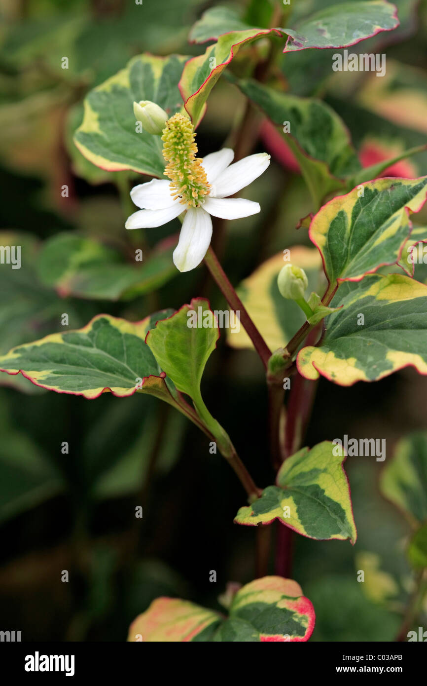 Chameleon Plant (Houttuynia cordata Stock Photo - Alamy