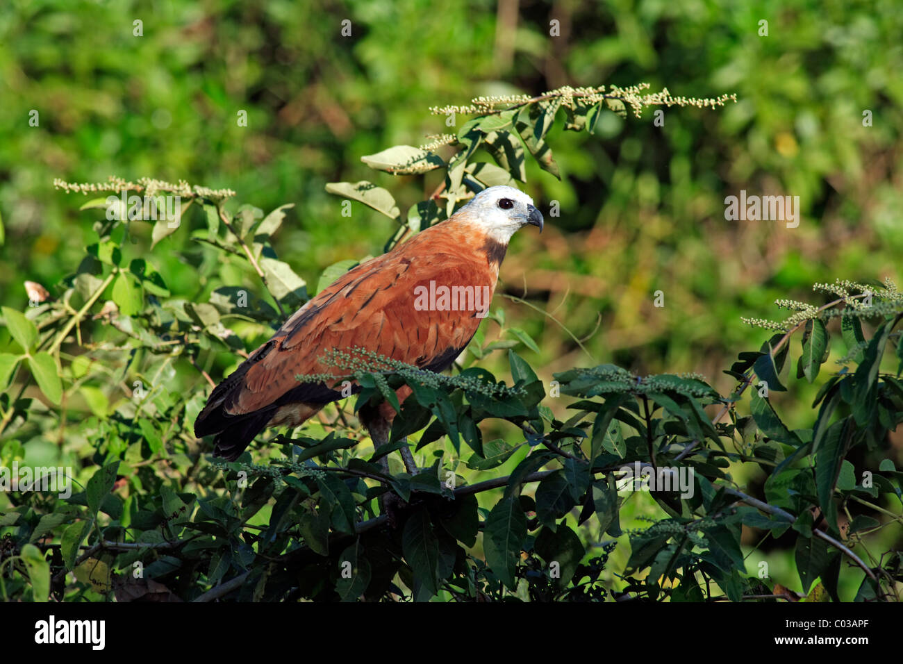 Black collared hawk hi-res stock photography and images - Alamy
