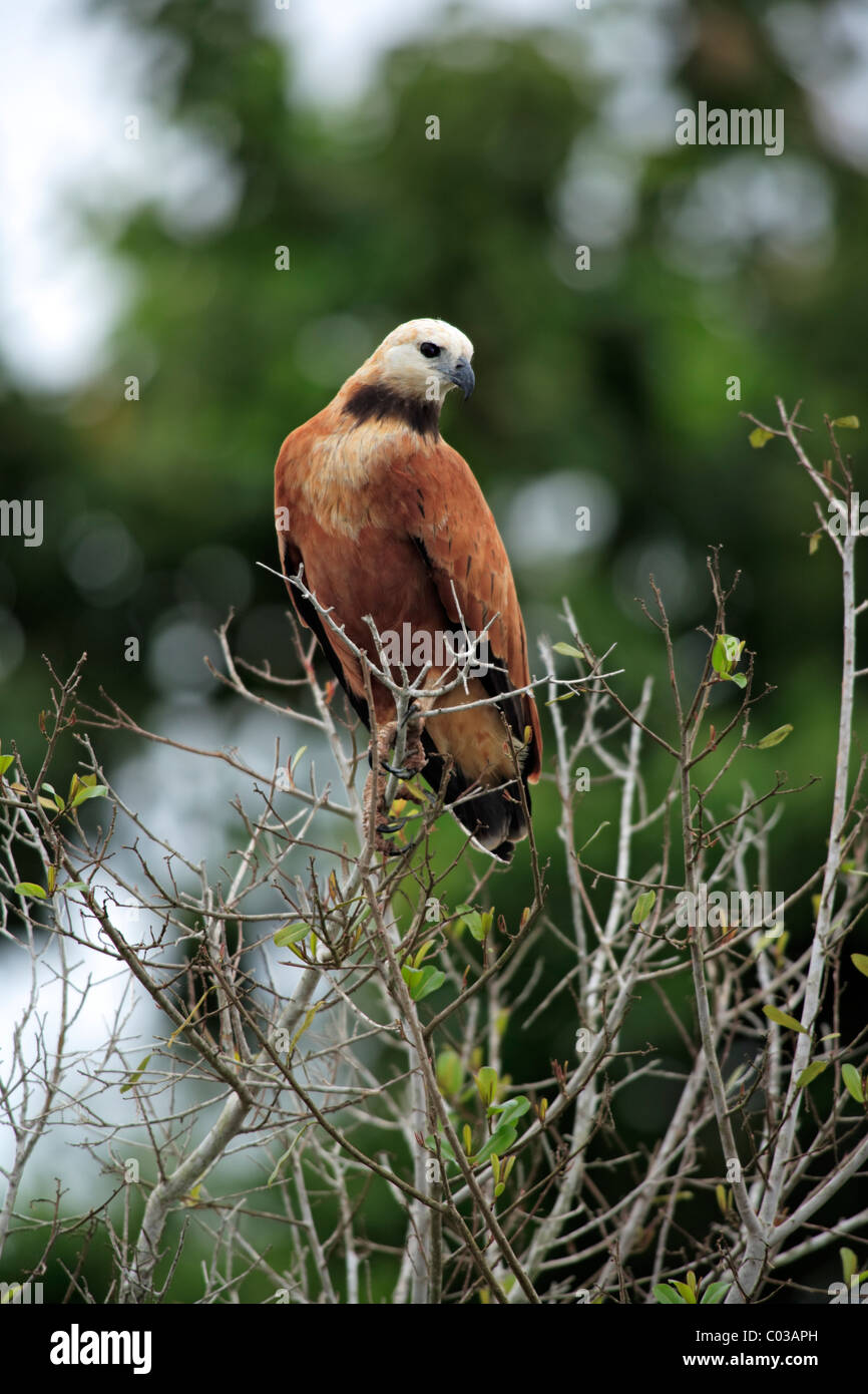 Black-collared Hawk (Busarellus nigricollis), adult on a tree, Pantanal ...