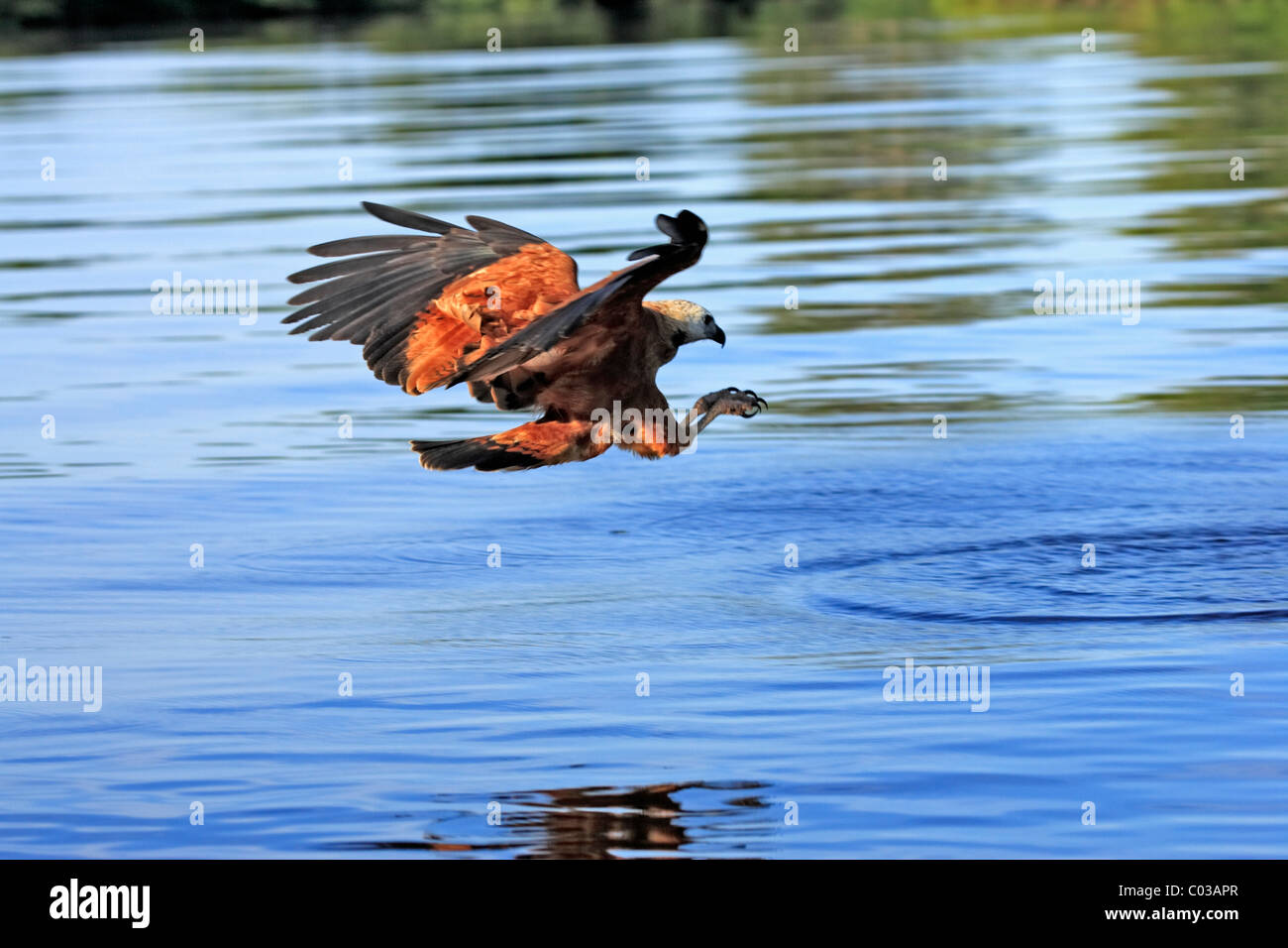 Black-collared Hawk (Busarellus nigricollis), adult hunting, Pantanal ...