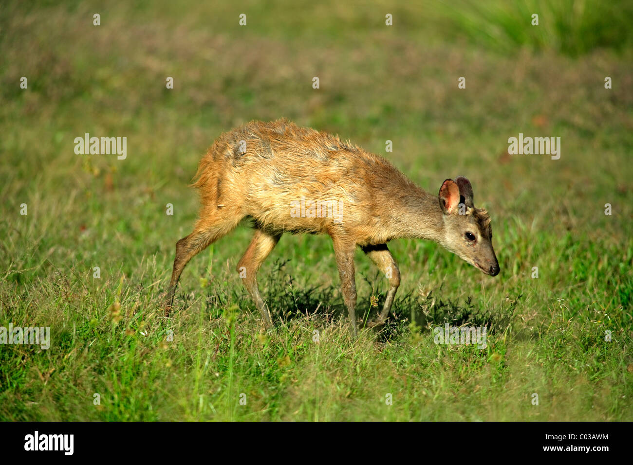 Gray brocket deer mazama gouazoubira hi-res stock photography and ...