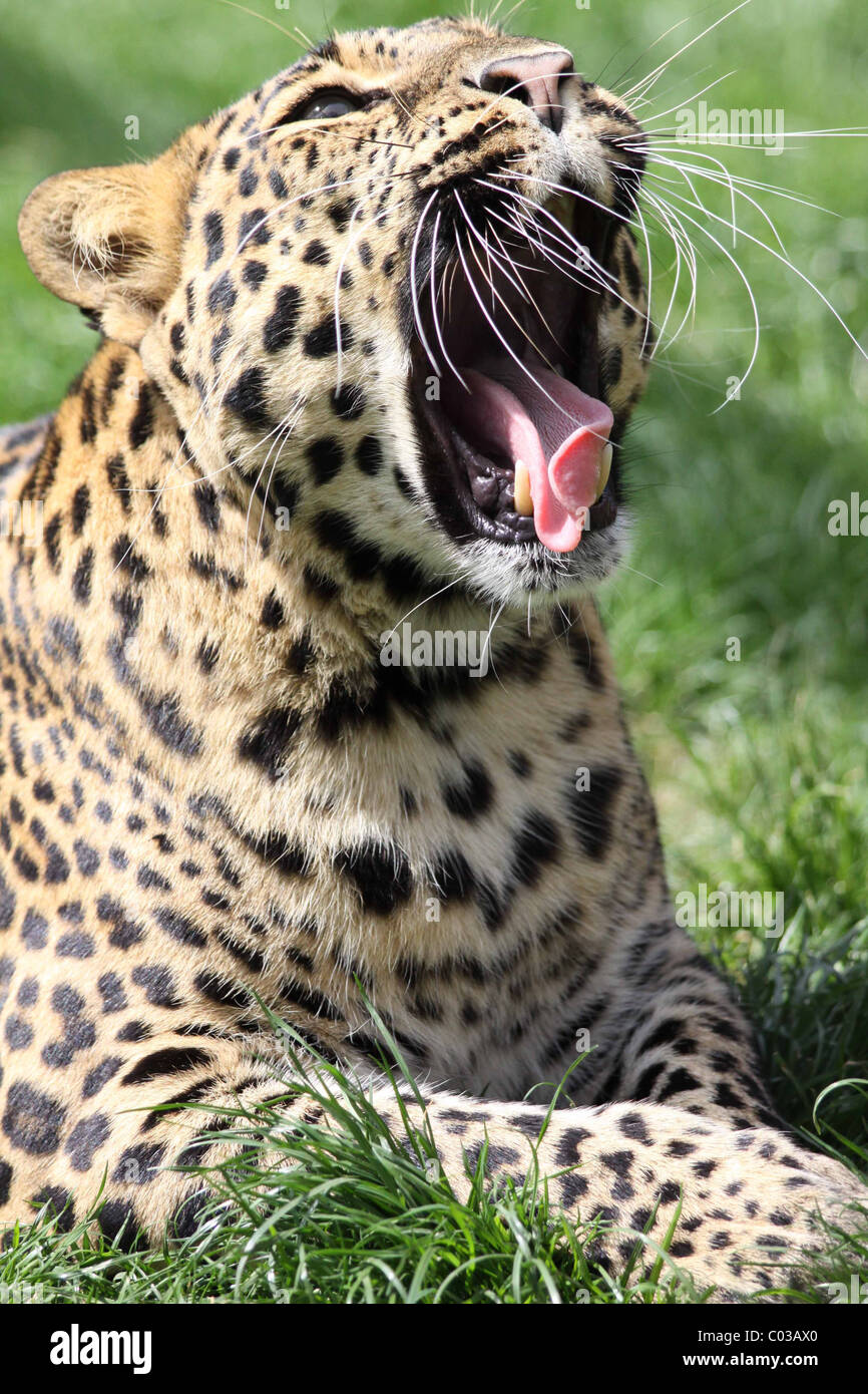 Yawning leopard at Niabi Zoo Stock Photo - Alamy