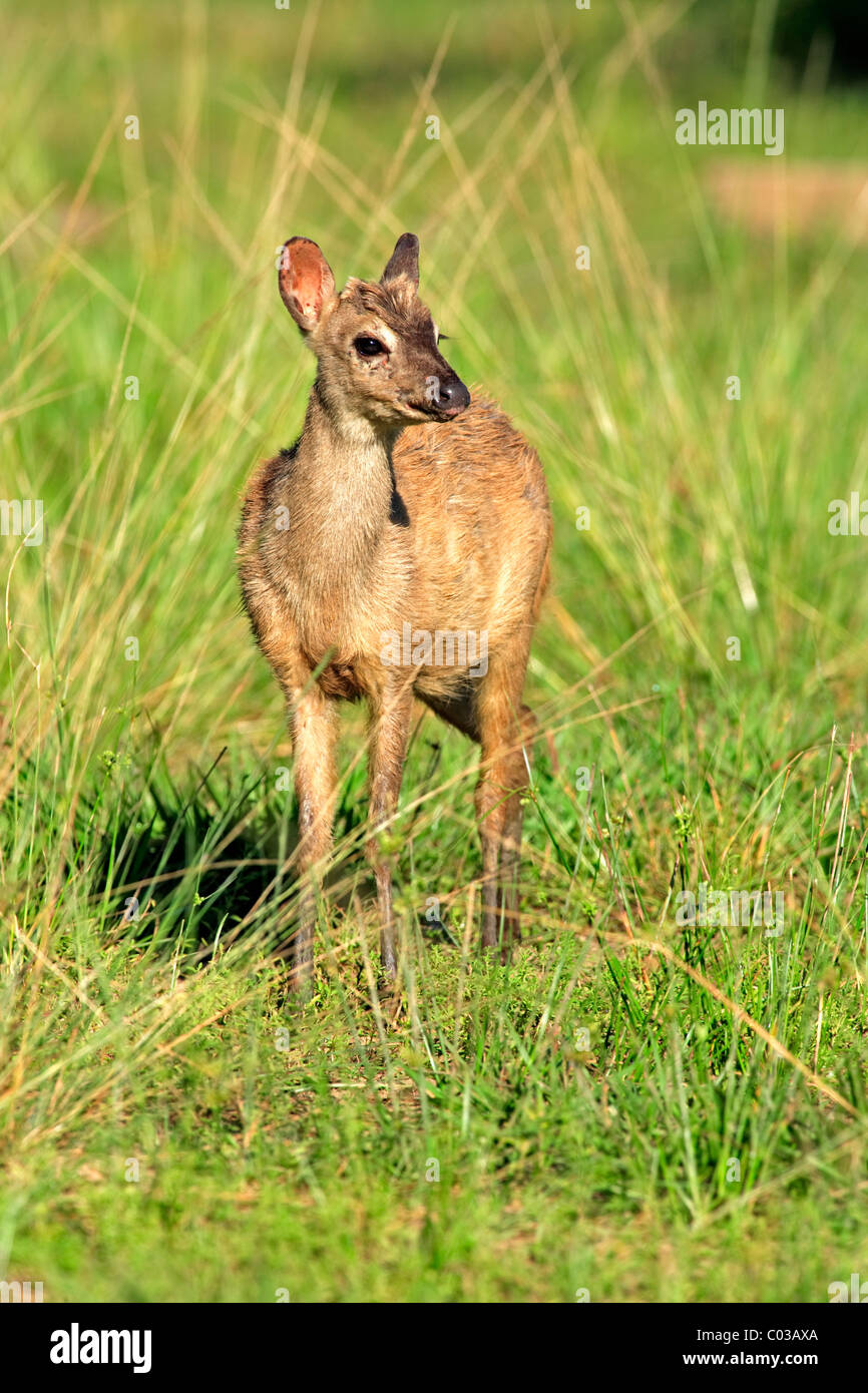 Brocket Deer High Resolution Stock Photography and Images - Alamy
