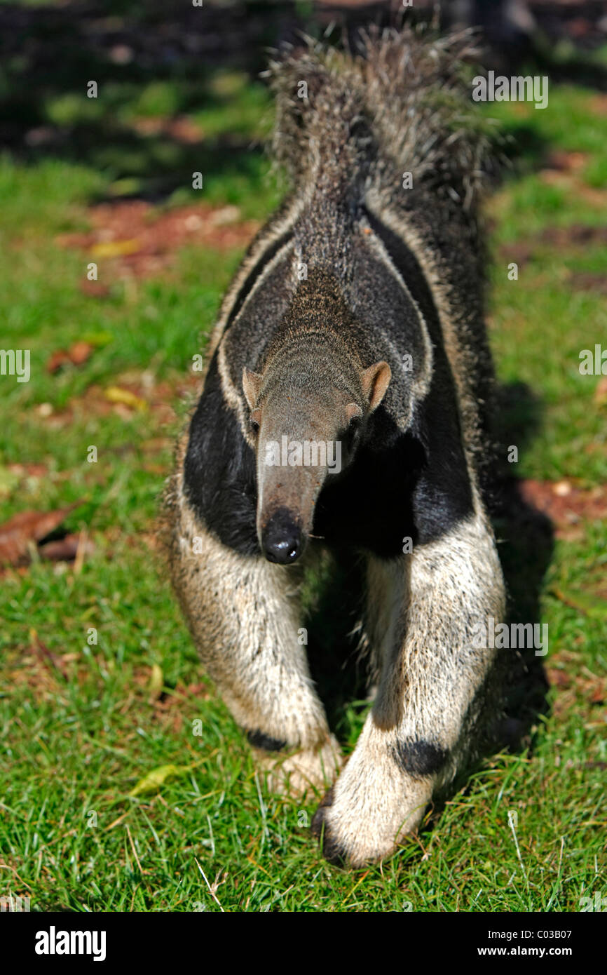 Giant Anteater Walking In The Farm Wildlife Sanctuary Myrmecophaga