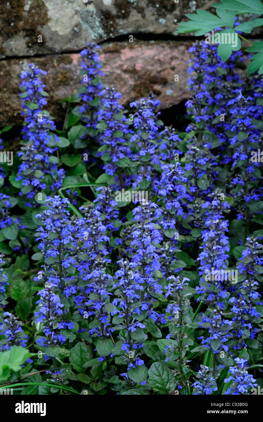 Blue Bugle or Carpetweed (Ajuga reptans Stock Photo - Alamy