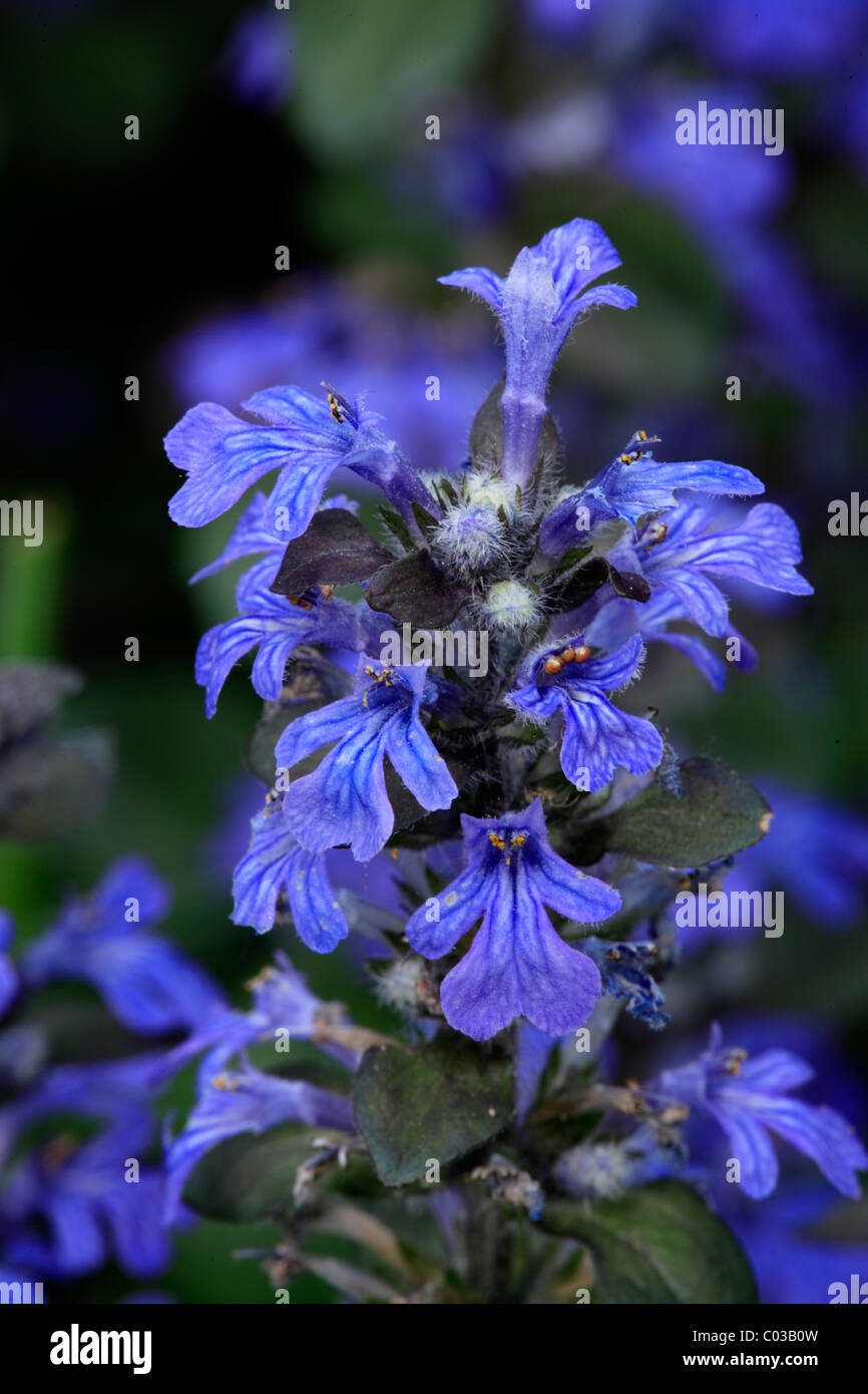 Ajuga reptans High Resolution Stock Photography and Images - Alamy