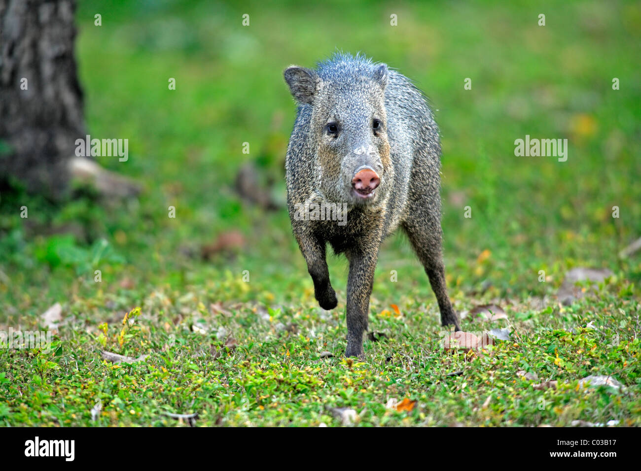 Collared Peccary (Pecari tajacu), adult, Pantanal, Brazil, South ...