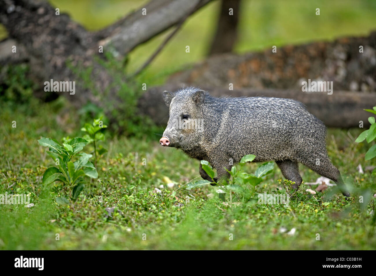Collared Peccary (Pecari tajacu), adult, Pantanal, Brazil, South ...