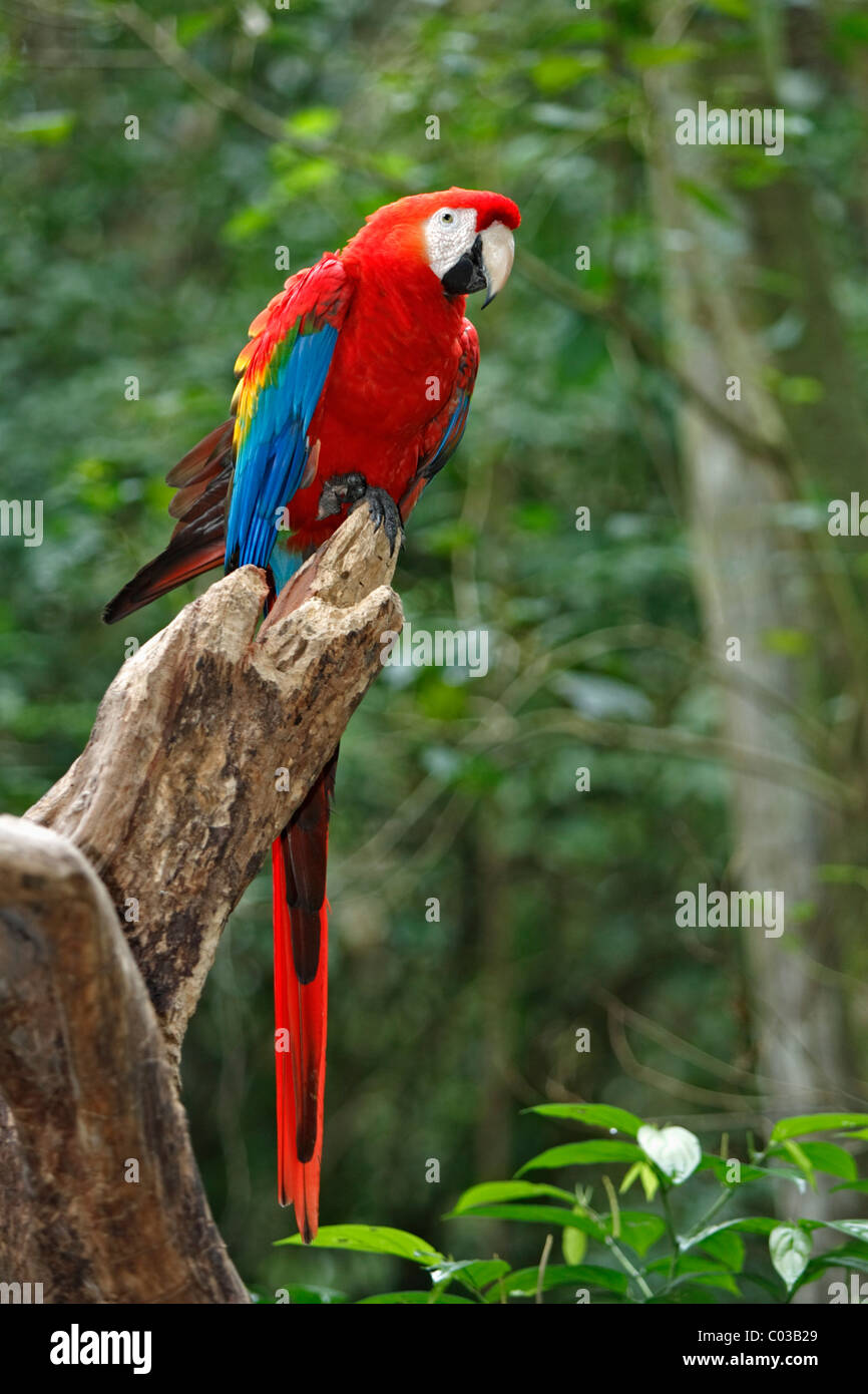 Scarlet Macaw (Ara macao), adult on a tree, Pantanal, Brazil, South ...