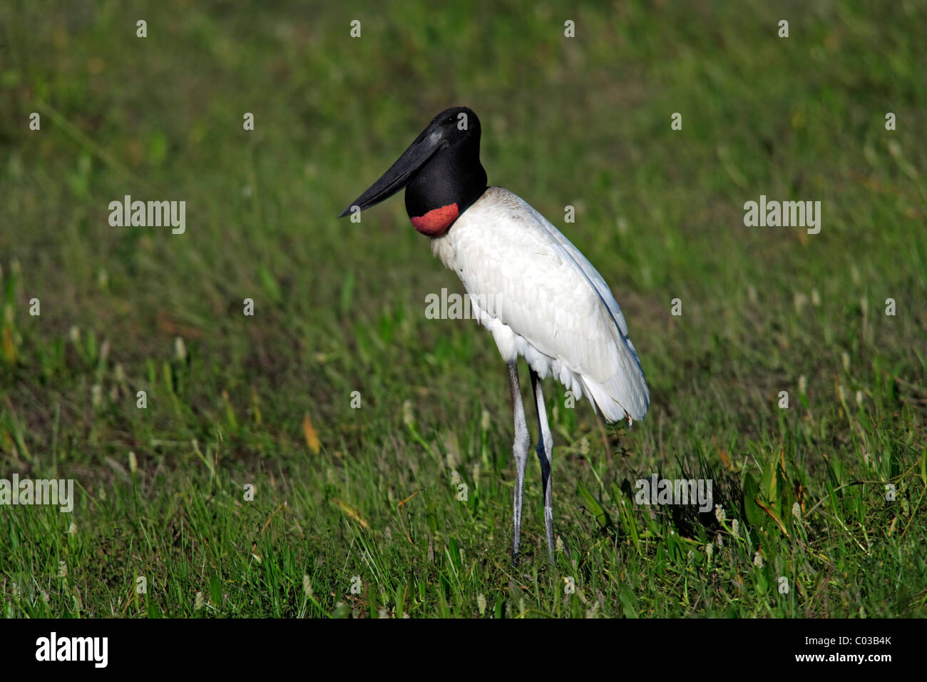 Jabiru (Jabiru mycteria), adult bird, Pantanal, Brazil, South America ...