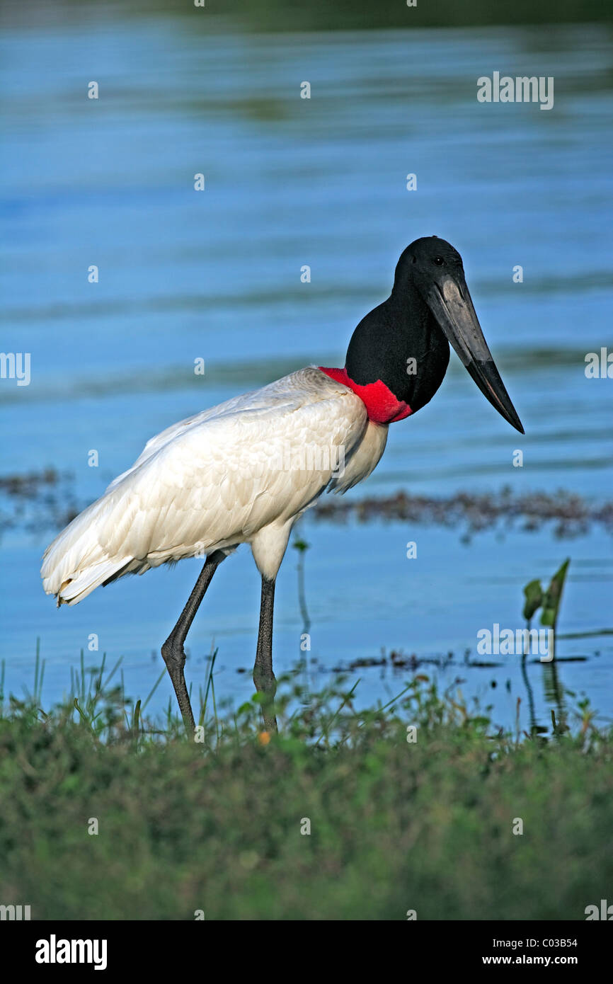 Jabiru birds hi-res stock photography and images - Alamy