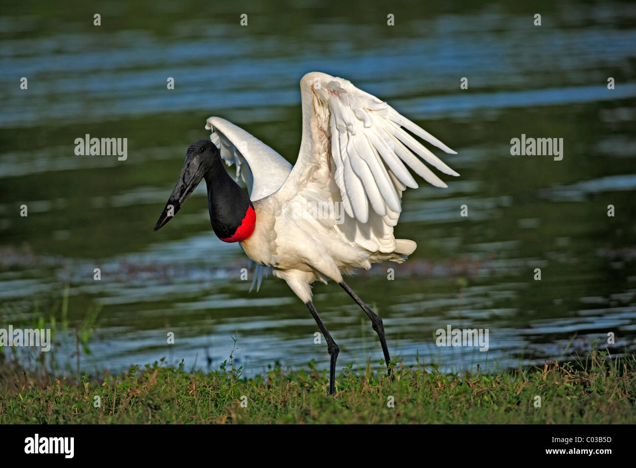 Jabiru (Jabiru mycteria), adult bird fishing in water, Pantanal, Brazil ...