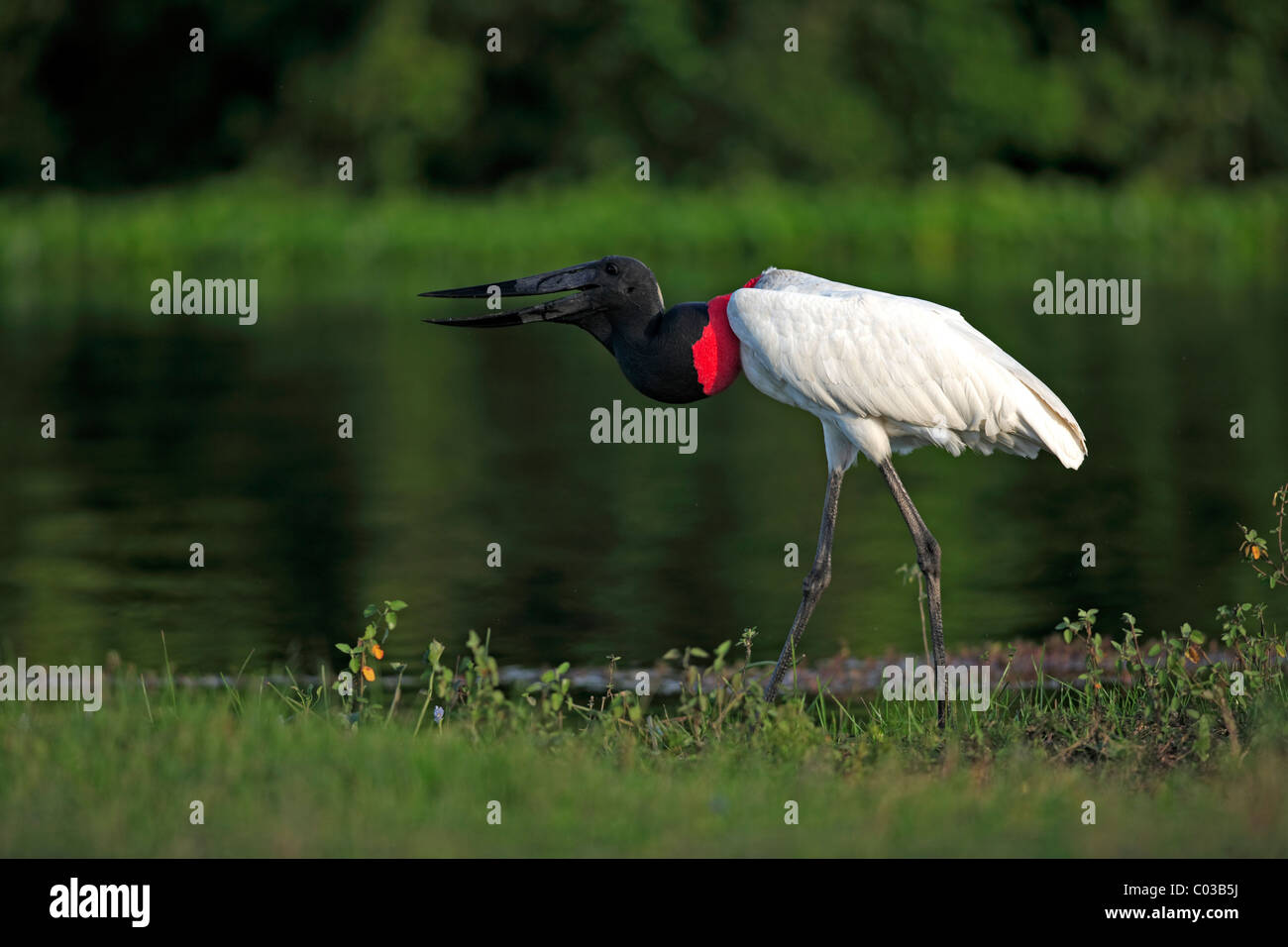 Jabiru (Jabiru mycteria), adult bird on the water, Pantanal, Brazil ...
