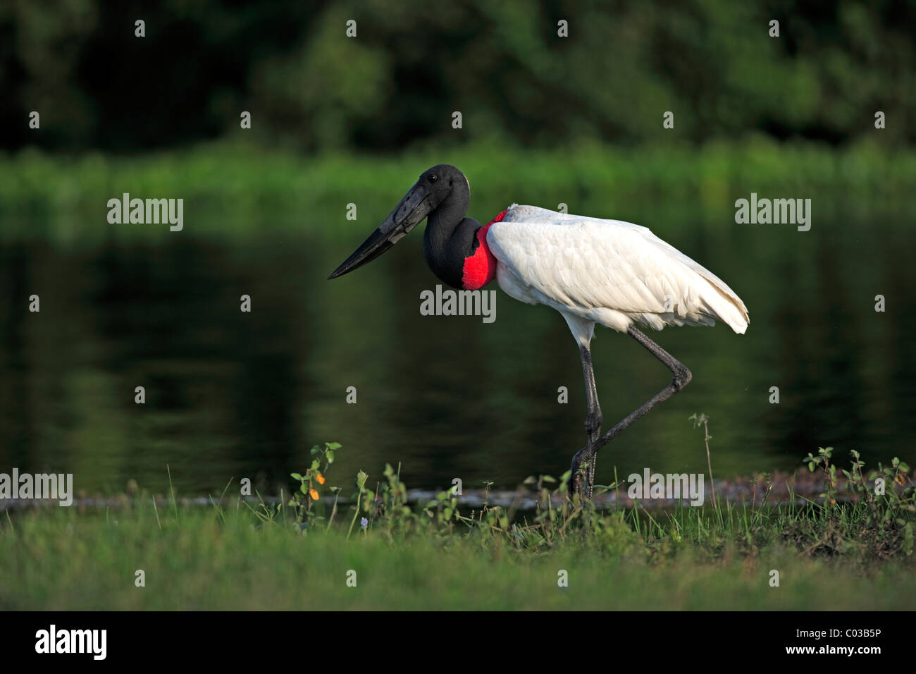 Jabiru (Jabiru mycteria), adult bird on the water, Pantanal, Brazil ...
