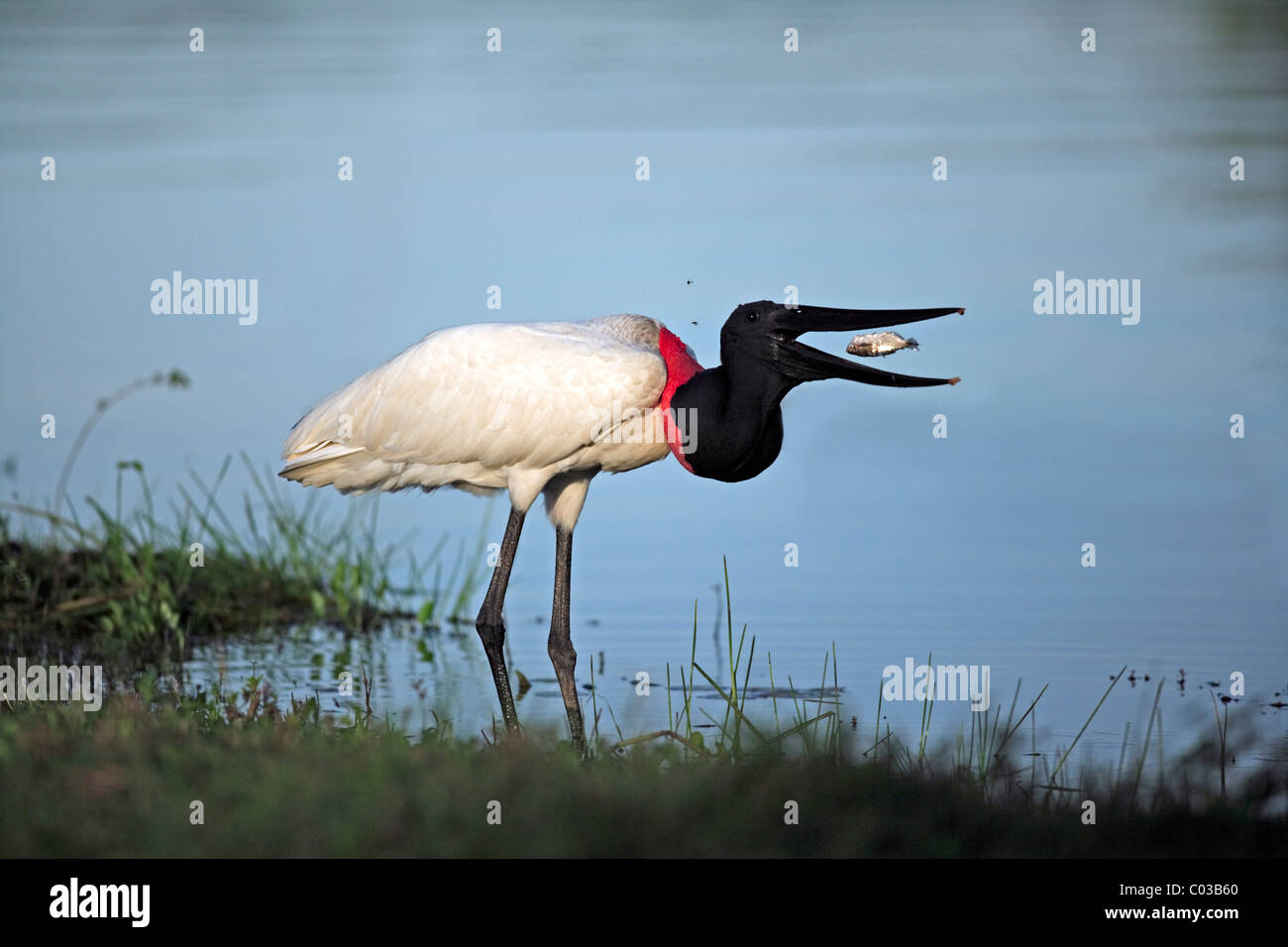 Jabiru (Jabiru mycteria), adult bird on the water with a caught fish ...