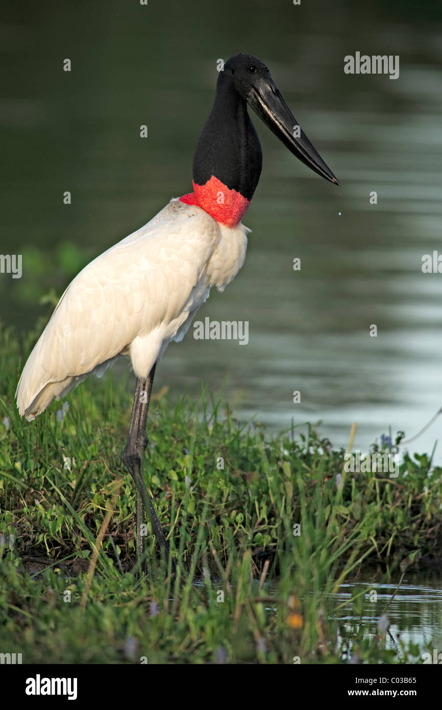 Jabiru (Jabiru mycteria), adult bird on the water, Pantanal, Brazil ...